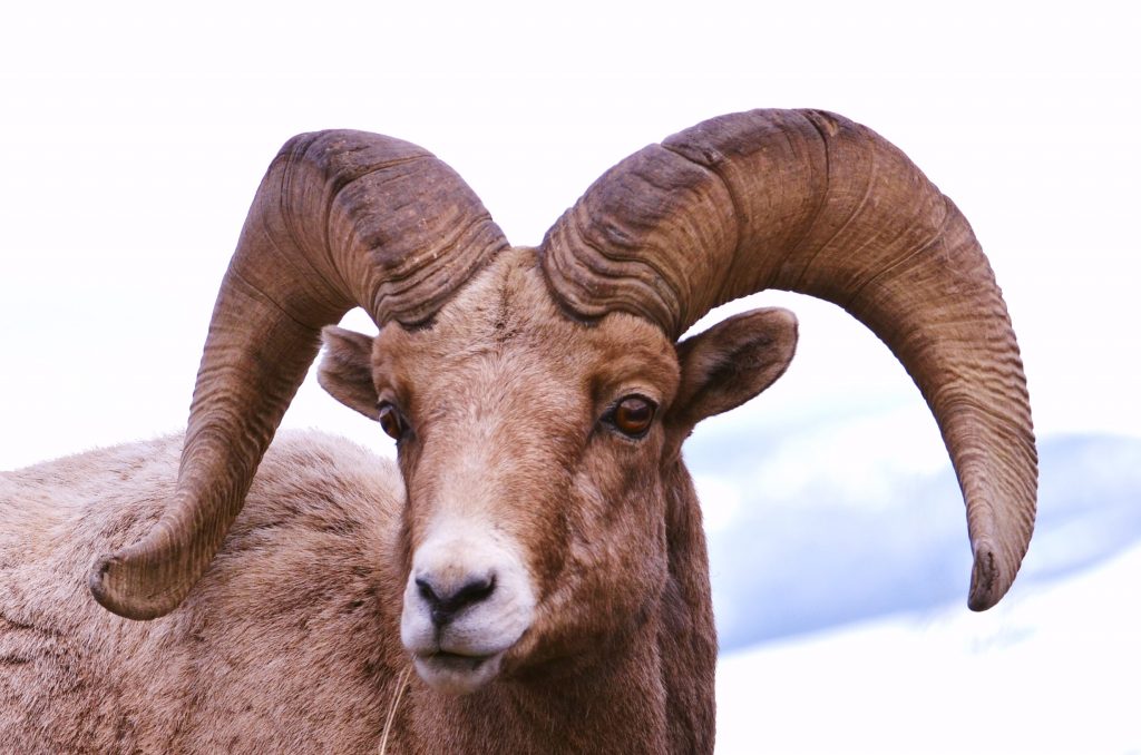 Bighorn Sheep on the Elk Refuge - Bear Witness Safari