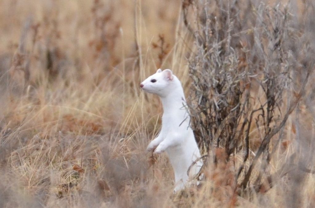 Where and What are Ermine in Jackson Hole? - Bear Witness Safari