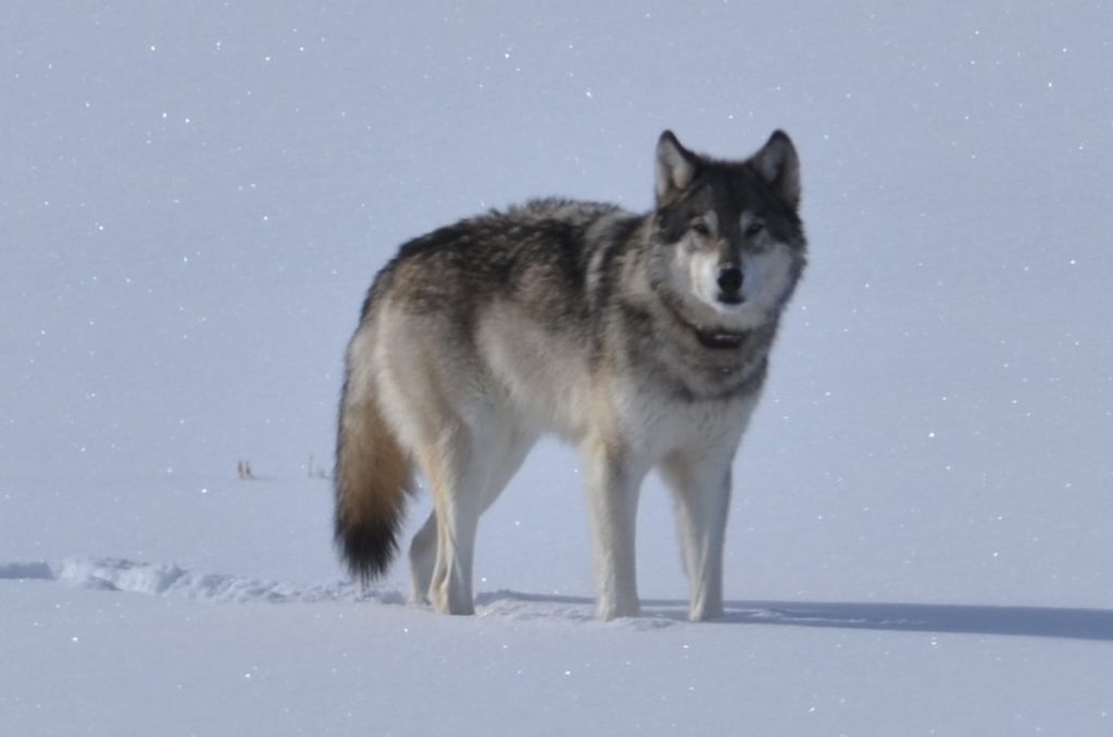 Wolves in Grand Teton National Park - Bear Witness Safari